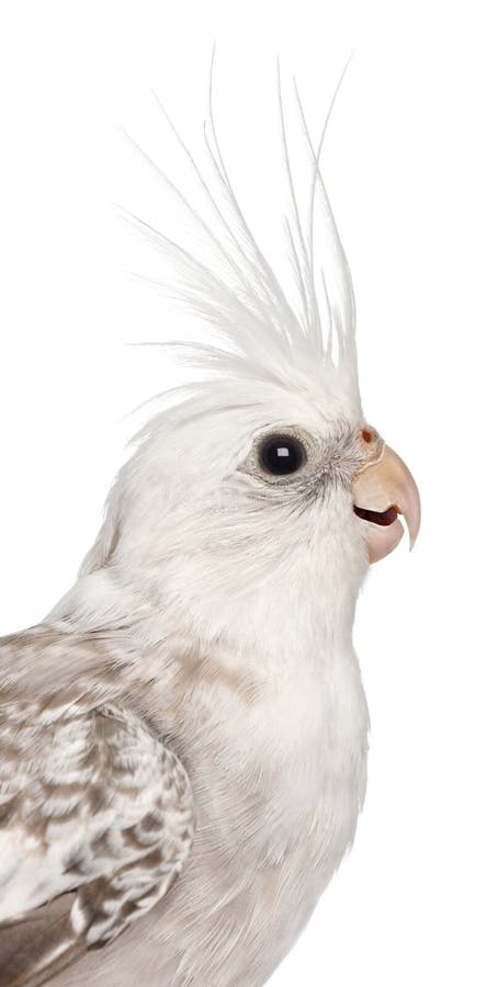 White Budgie Parakeet stock photo. Image of budgies, female - 25216712