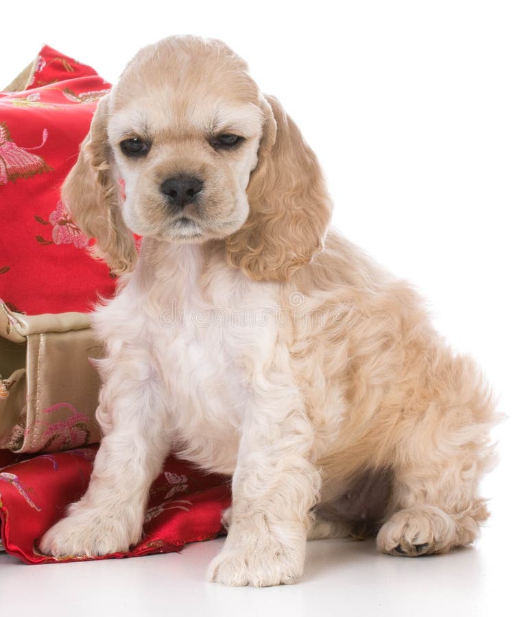 American Cocker Spaniel Puppy Stock Image - Image of spaniel, looking ...