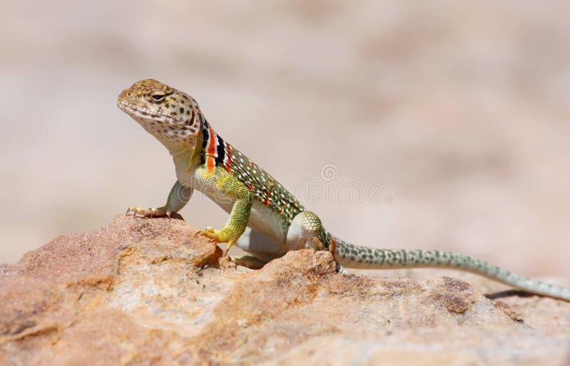 Female collared lizard stock image. Image of reptile - 20396657