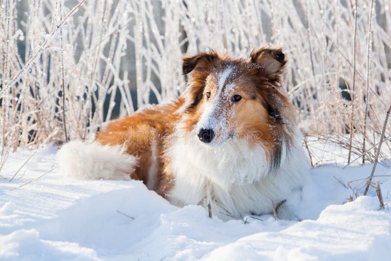 Collie in the snow stock image. Image of outdoor, crystals - 30166889