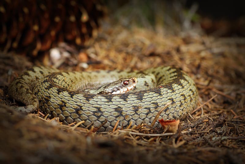 Female Common Adder Basking on Forest Ground in Natural Habitat Stock ...