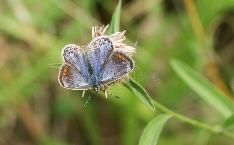 A Female Common Blue Butterfly Polyommatus Icarus Perched on a Flower ...