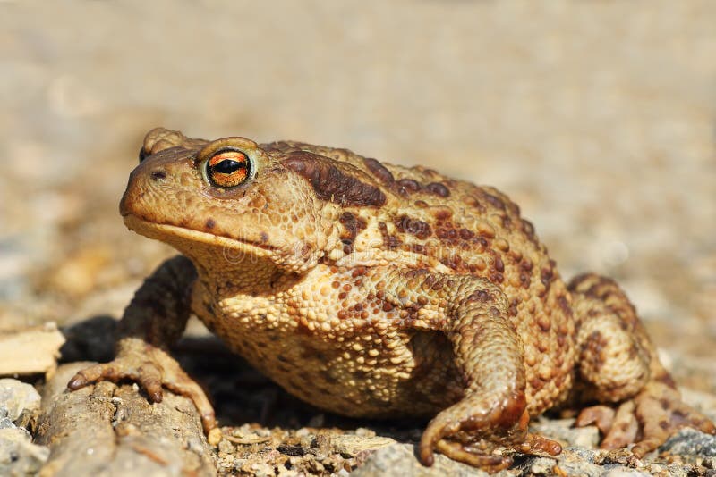 Common brown toad head stock image. Image of animal - 120298195
