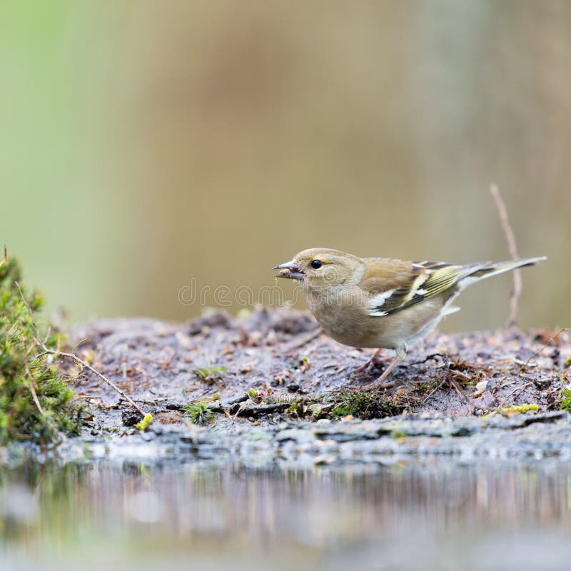 Female common chaffinch stock image. Image of fringilla - 73414275