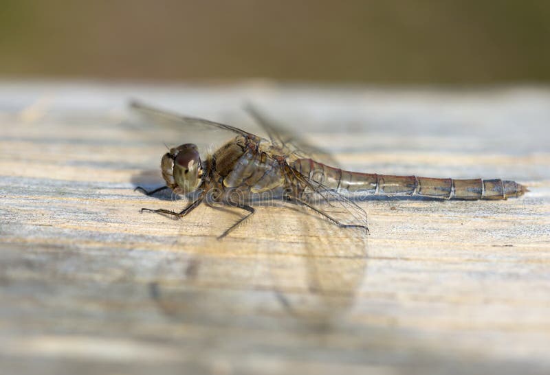 Female Common Darter Dragonfly Stock Photo - Image of wildlife, insect ...