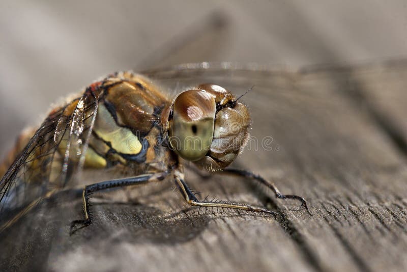 Female Common Darter Face stock photo. Image of keynes - 26706670
