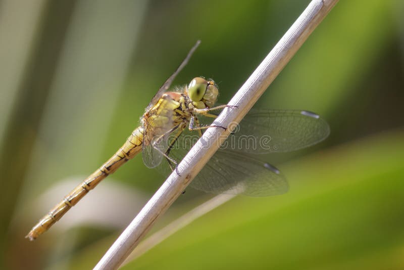 Female Common Darter (Sympetrum Striolatum) Stock Image - Image of ...