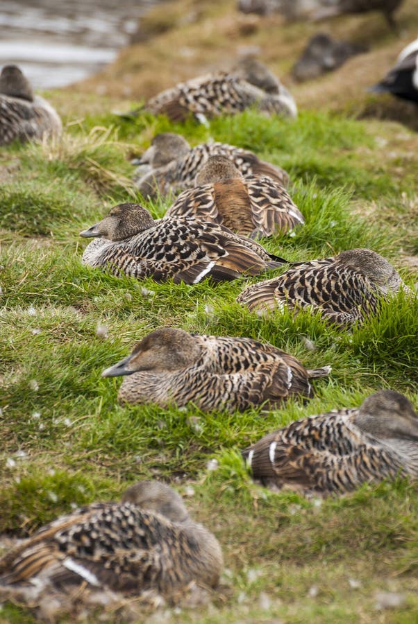 Female Common Eider Birds Nesting Stock Photo - Image of chicks, common ...