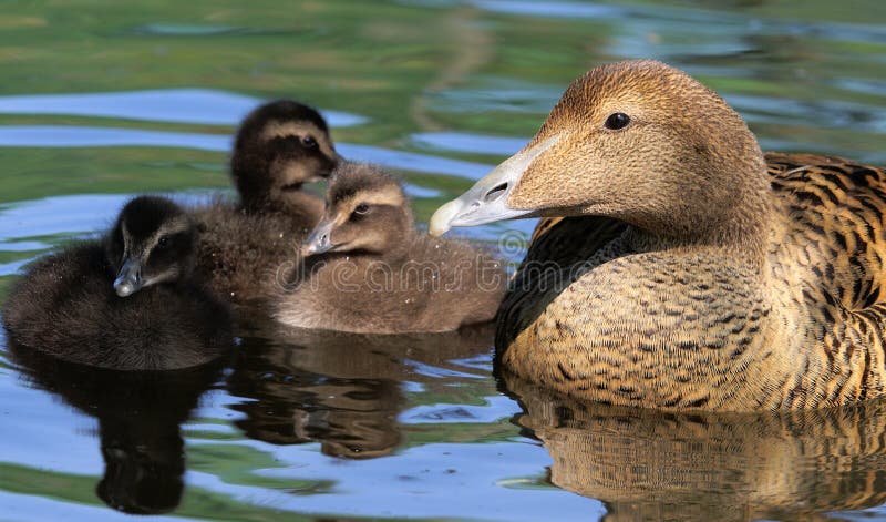 Mamma Duck and Her Baby Duck Stock Image - Image of wildlife, swimming ...