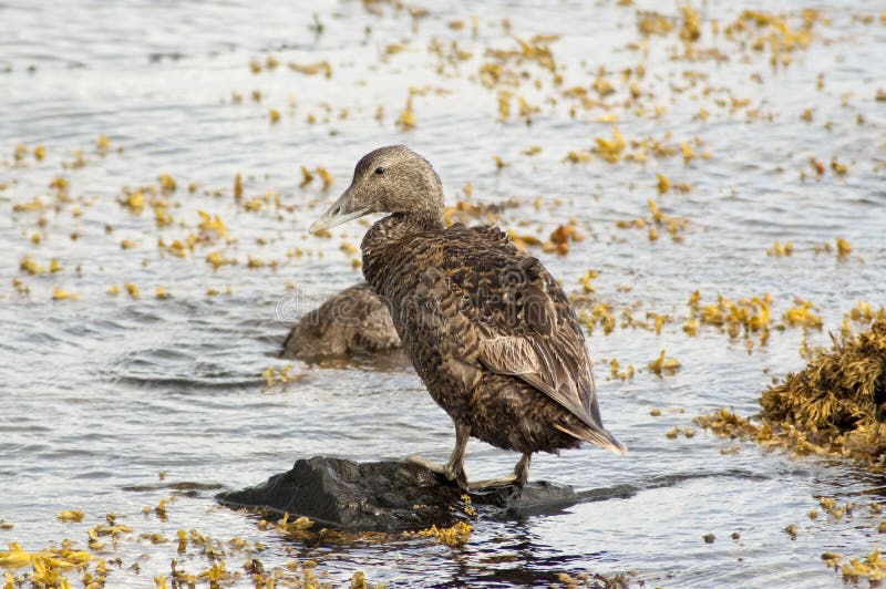 Female of Common Eider(Somateria Mollissima) Stock Image - Image of ...