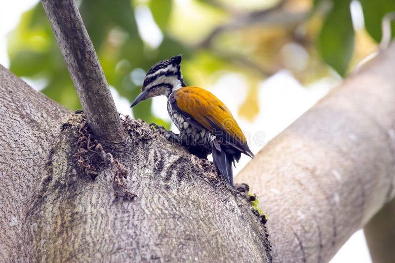 Female Common Flameback Stock Photos - Free & Royalty-Free Stock Photos ...