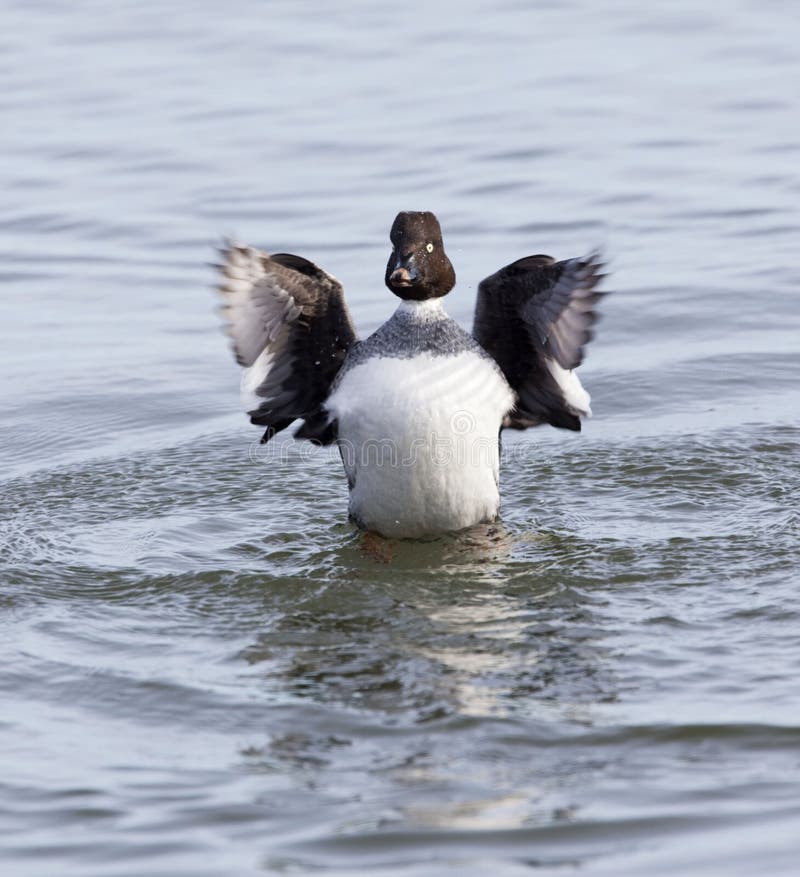 Female Common Goldeneye, Bucephala Clangula, Wingstand Stock Photo ...