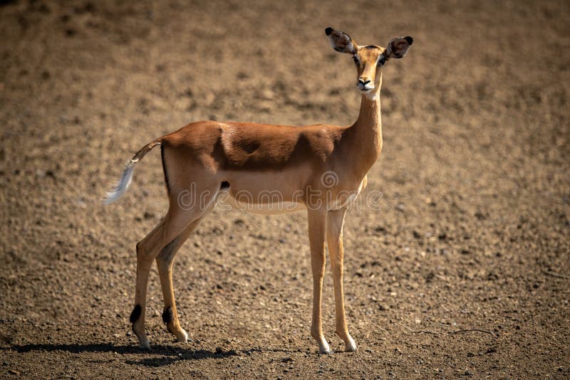 Female Common Impala Stands on Bare Ground Stock Photo - Image of ...