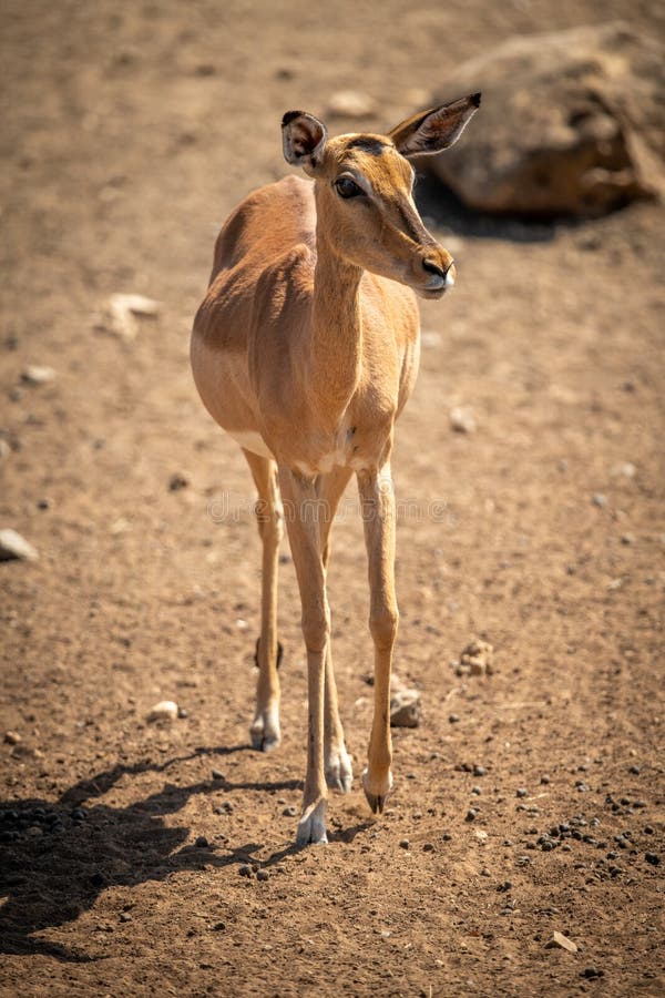 Female Common Impala Walks Past Large Rock Stock Photo - Image of ...