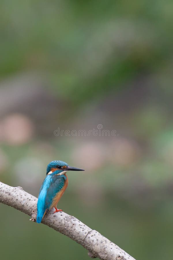 Common Kingfisher stock photo. Image of life, small, kingfisher - 30179432