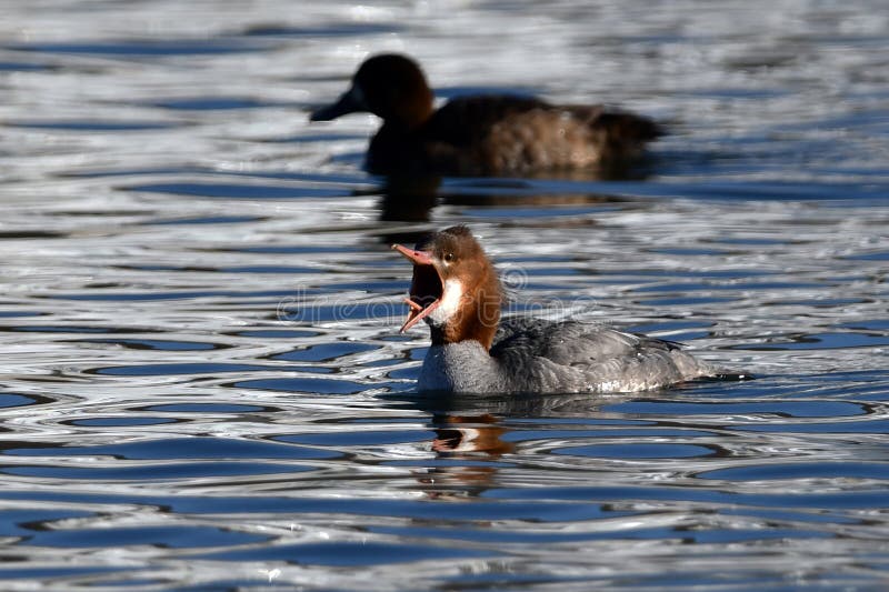 Female Common Merganser Duck Quacking Stock Image - Image of diving ...