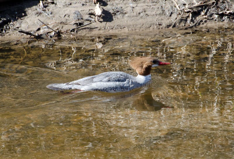 Female Common Merganser Duck. Stock Photo - Image of brown, water: 63683564