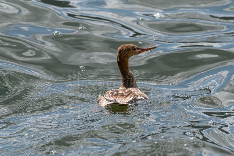 Female Common Merganser stock image. Image of pond, outdoor - 190894491