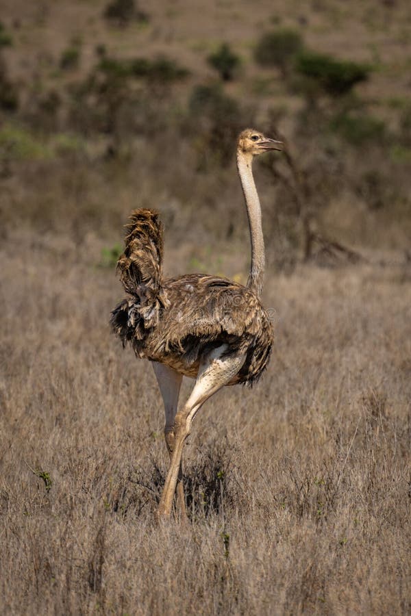 Female Common Ostrich Stands in Sunny Savannah Stock Image - Image of ...