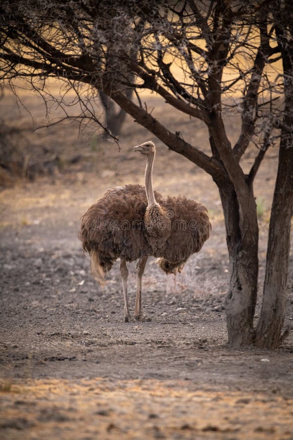Ostrich Tree in Claveria, Misamis Oriental, Philippines Stock Photo ...