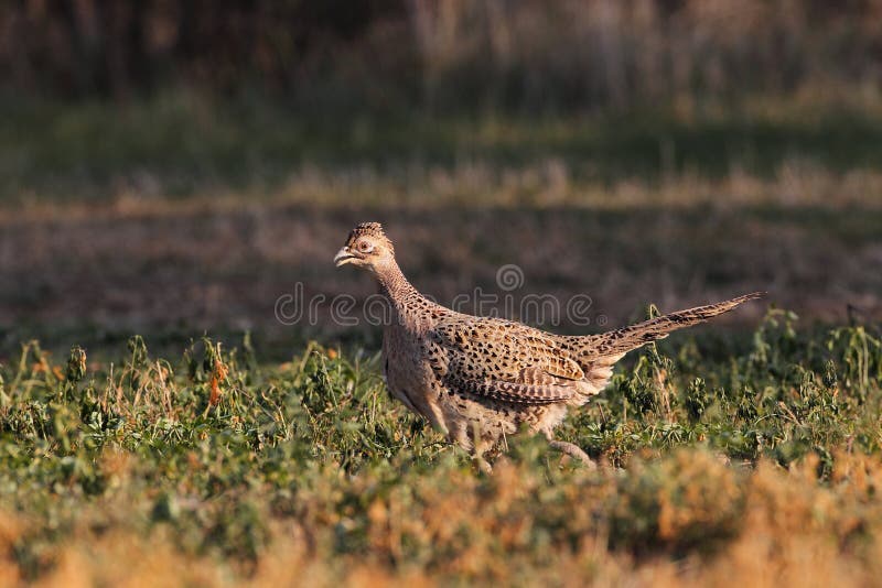A Female of Common Pheasant in the Field Stock Photo - Image of animal ...