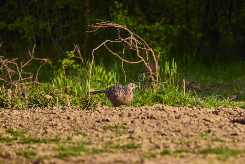 Female Common Pheasant Phasianus Colchicus Stock Photo - Image of ...