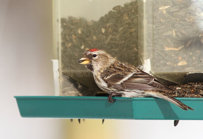 Female Common Redpoll stock photo. Image of female, quebec - 18395128