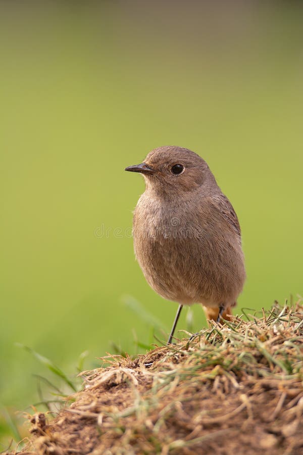 Female Common Redstart in the Forest Stock Image - Image of natural ...