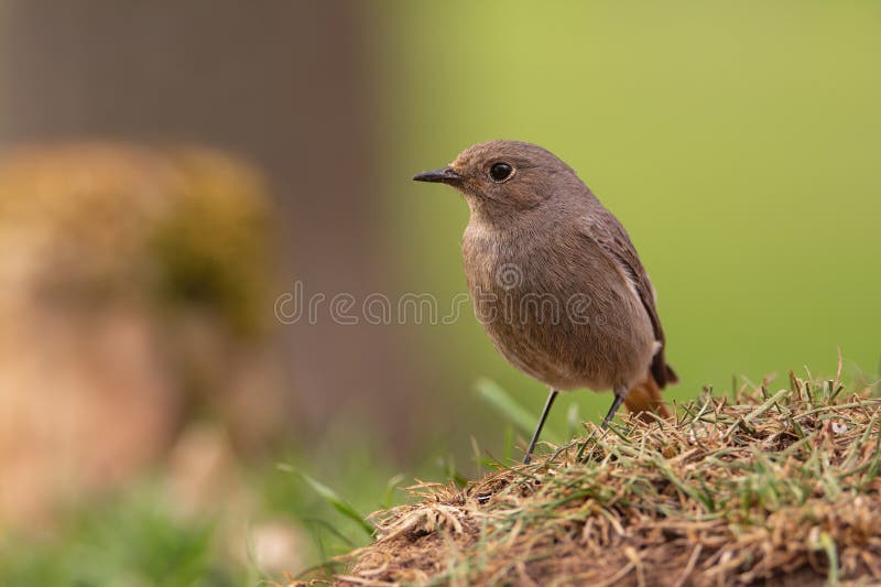 Female Common Redstart in the Forest Stock Image - Image of common ...