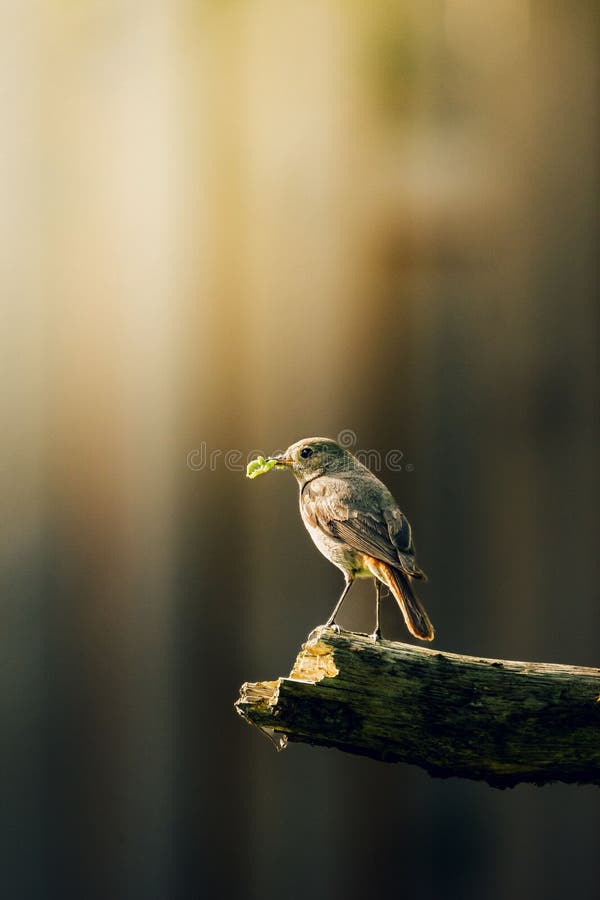 Female Common Redstart with Multiple Caterpillars in Its Beak ...