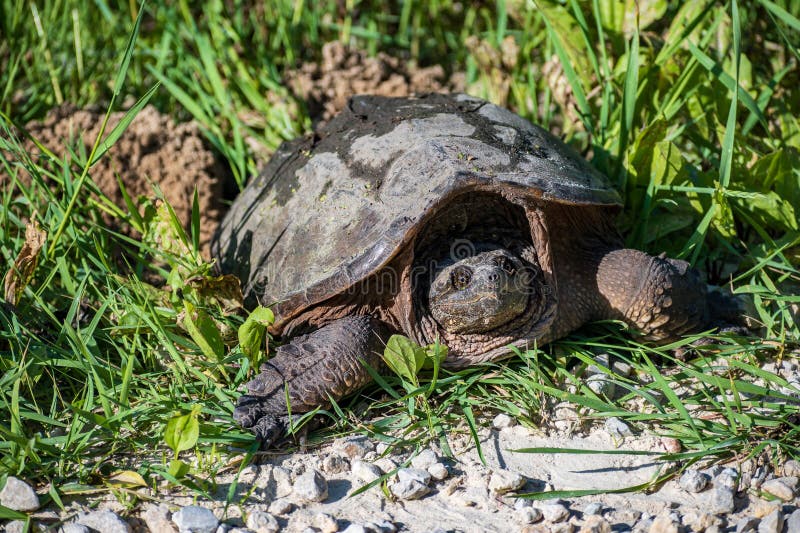 Common Snapping Turtle Laying Eggs Stock Image - Image of snapper, shell: 340274469