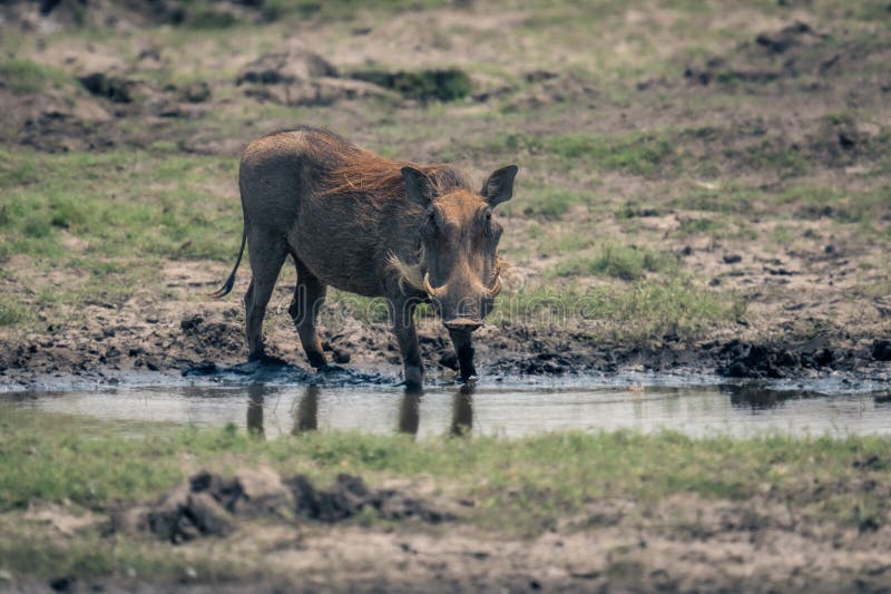 Female Common Warthog Stands Staring by Waterhole Stock Photo - Image ...