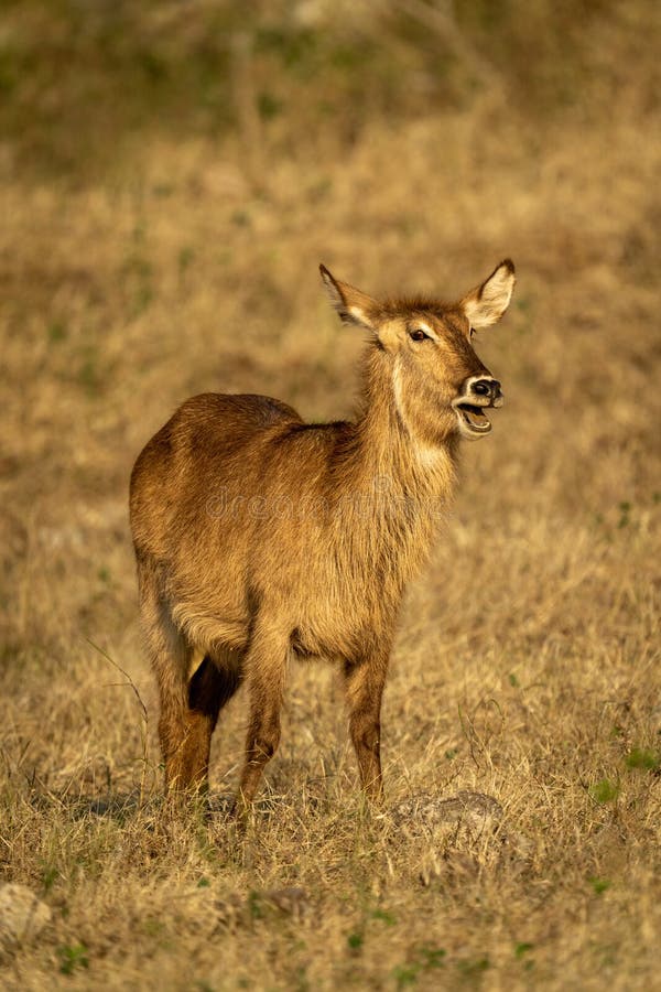 Female Common Waterbuck Stands with Open Mouth Stock Photo - Image of ...