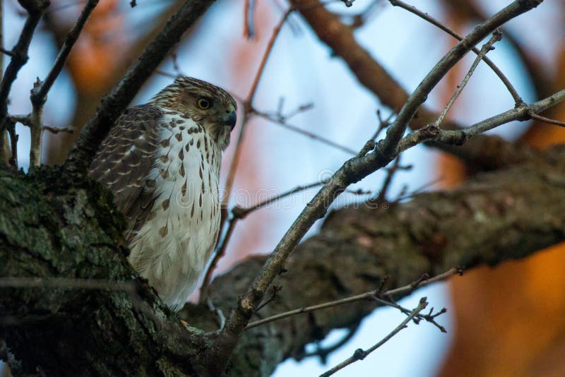 Female coopers hawk stock image. Image of female, feather - 65600869