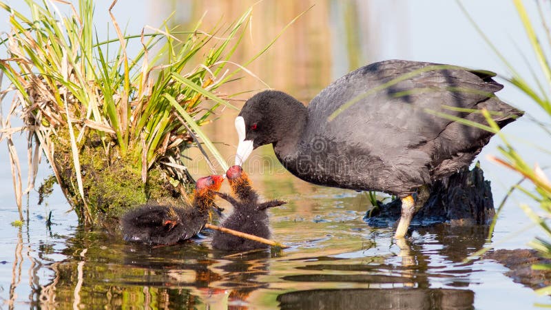 Female Coot Feeding Chicks on the Lake Stock Photo - Image of pond ...