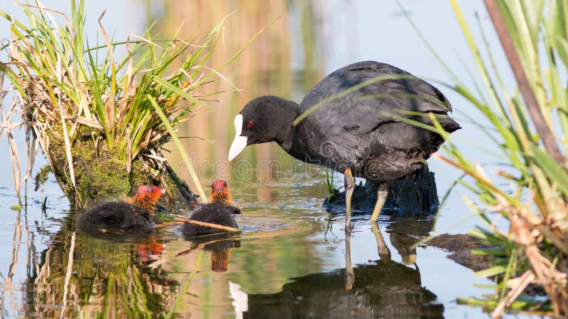 Female Coot Feeding Her Chicks on the Lake in Spring Stock Image ...