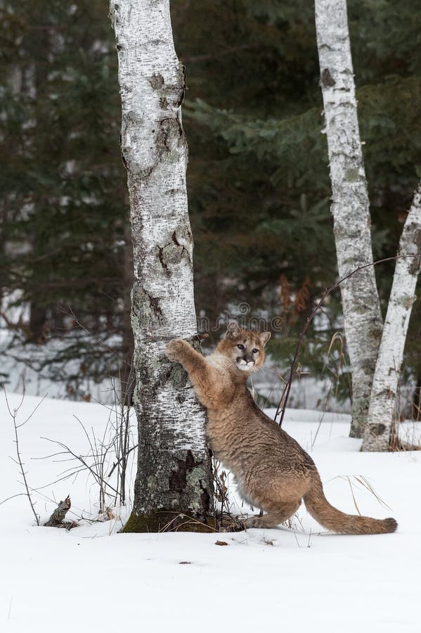 Female Cougar Puma Concolor Claws At Tree Stock Photo - Image of snow ...