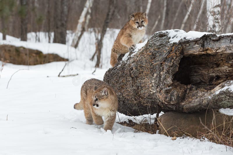 Female Cougars Puma Concolor in Front of and on Log Winter Stock Image ...