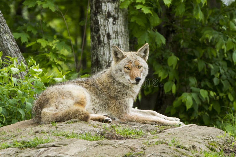 A coyote laying down stock photo. Image of wildlife - 165088932