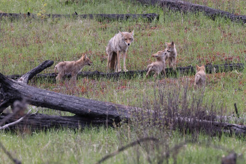 Female Coyote with Young Alberta Canada Stock Photo - Image of animal ...