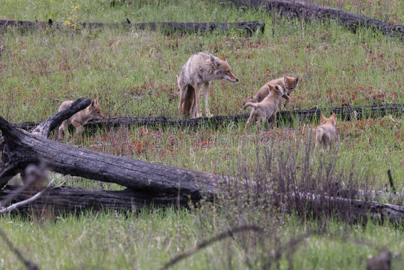 Female Coyote with Young Alberta Canada Stock Image - Image of closeup ...