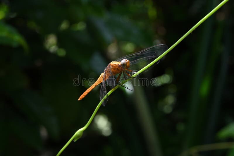 A Female Crimson Tailed Marsh Hawk Dragonfly Sitting on Top of a Vine ...
