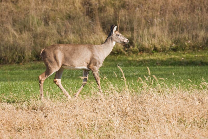 Female Deer stock image. Image of wild, animal, game - 11698725