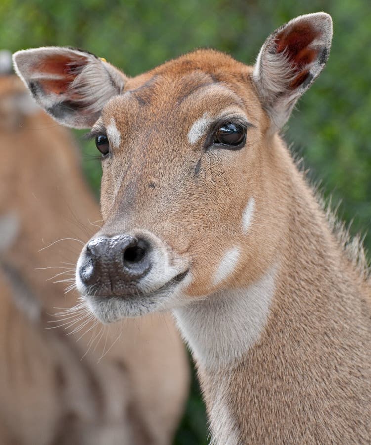 Female Deer stock image. Image of alert, life, deer, live - 20339895