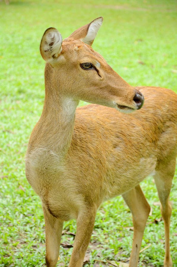 Female deer. stock image. Image of herbivore, animal - 28125141