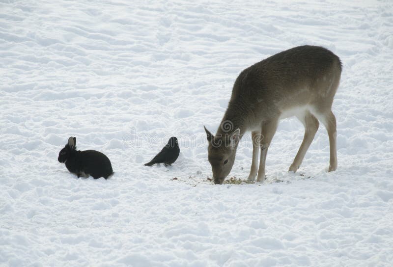 Female Deer with Black Rabbit and Daw Stock Image - Image of rabbit ...