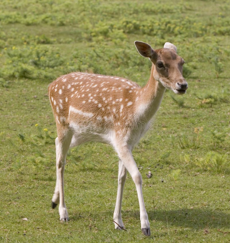 Female deer in countryside stock photo. Image of field - 20657312