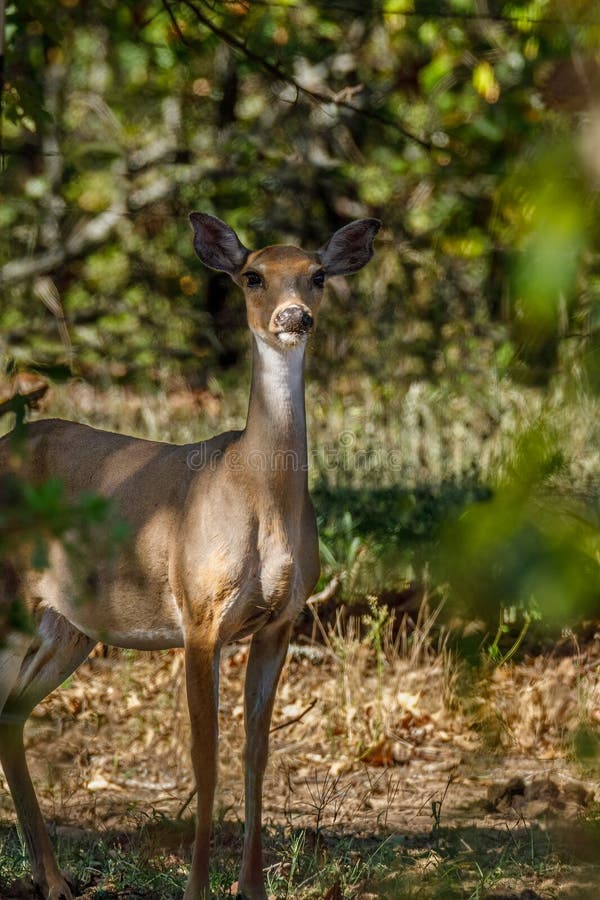 Female deer stock image. Image of color, clearing, alertness - 257718407