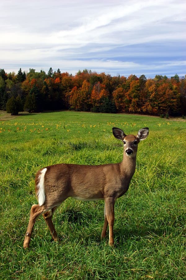 Female Deer on a Fall Day stock image. Image of hind, brown - 276461