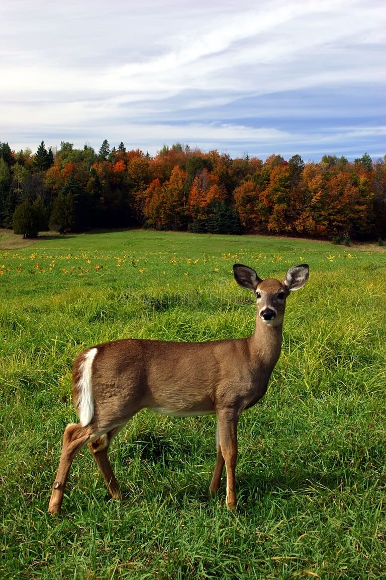 7,052 Female Ruminant Stock Photos - Free & Royalty-Free Stock Photos ...